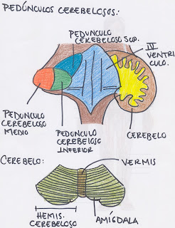 VIRIDIANA_PSICOLOGIA_UAA: PRÁCTICA 8 DE NEUROANATOMIA