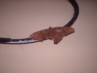 Relacionate con los insectos: LEPIDOPTERA "Tara Nocturna"