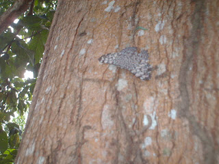 Relacionate con los insectos: LEPIDOPTERA "Tara Maraquera"