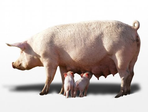 Geografía Historia San Martín: 3º Imágenes Ganaderas