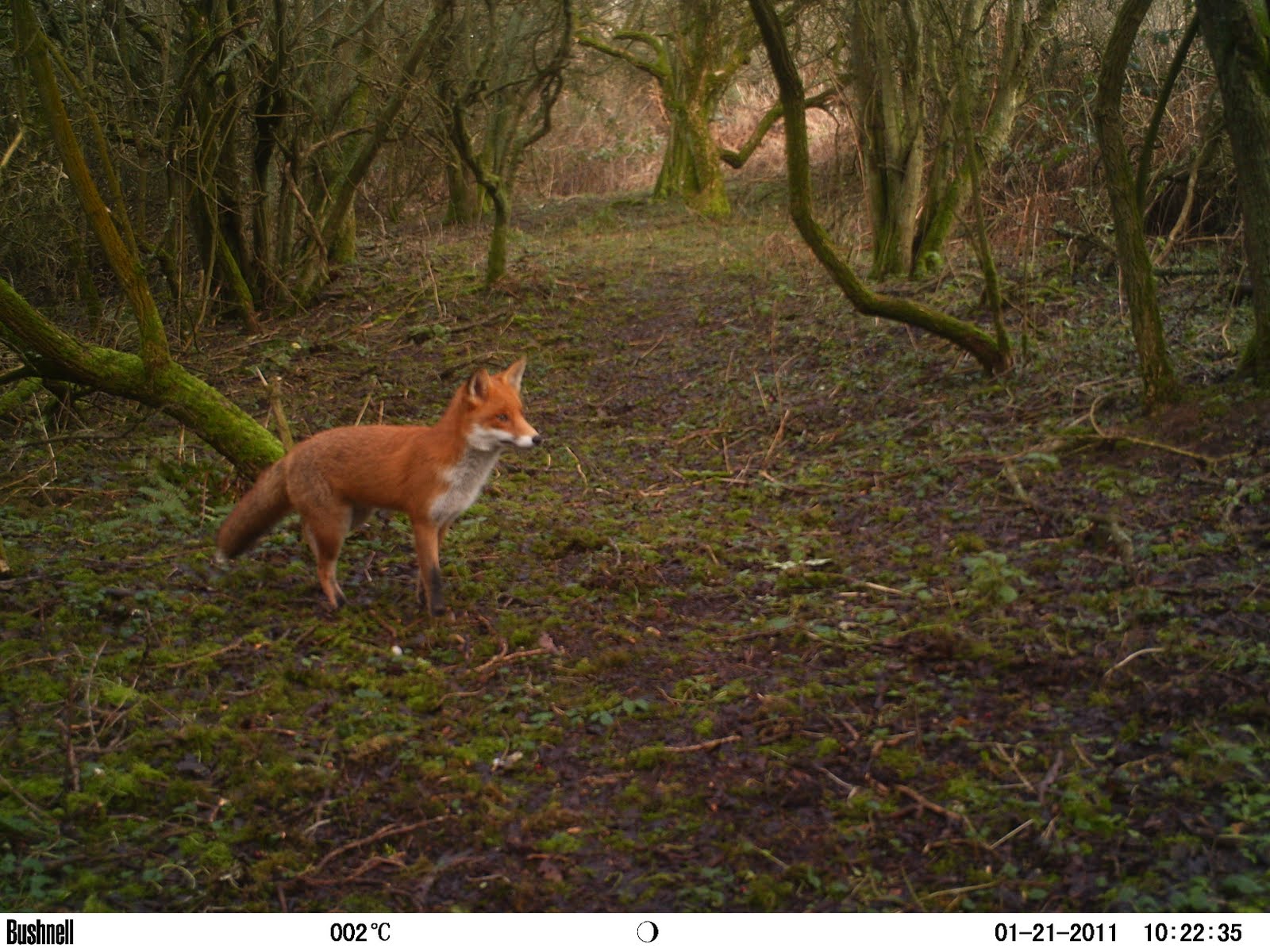 bigcatdetective: Pair of foxes courting
