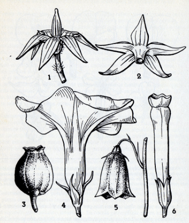 Menuda Natura: Morfologia de les Flors