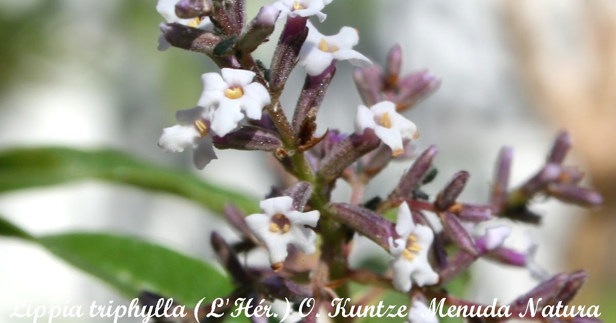Menuda Natura: Lippia triphylla (L'Hér.) O. Kuntze