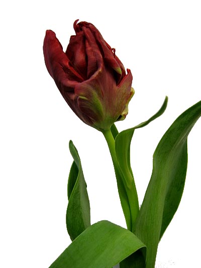 Flora Net: Tulip... awesome flowers in the Earth..!!!