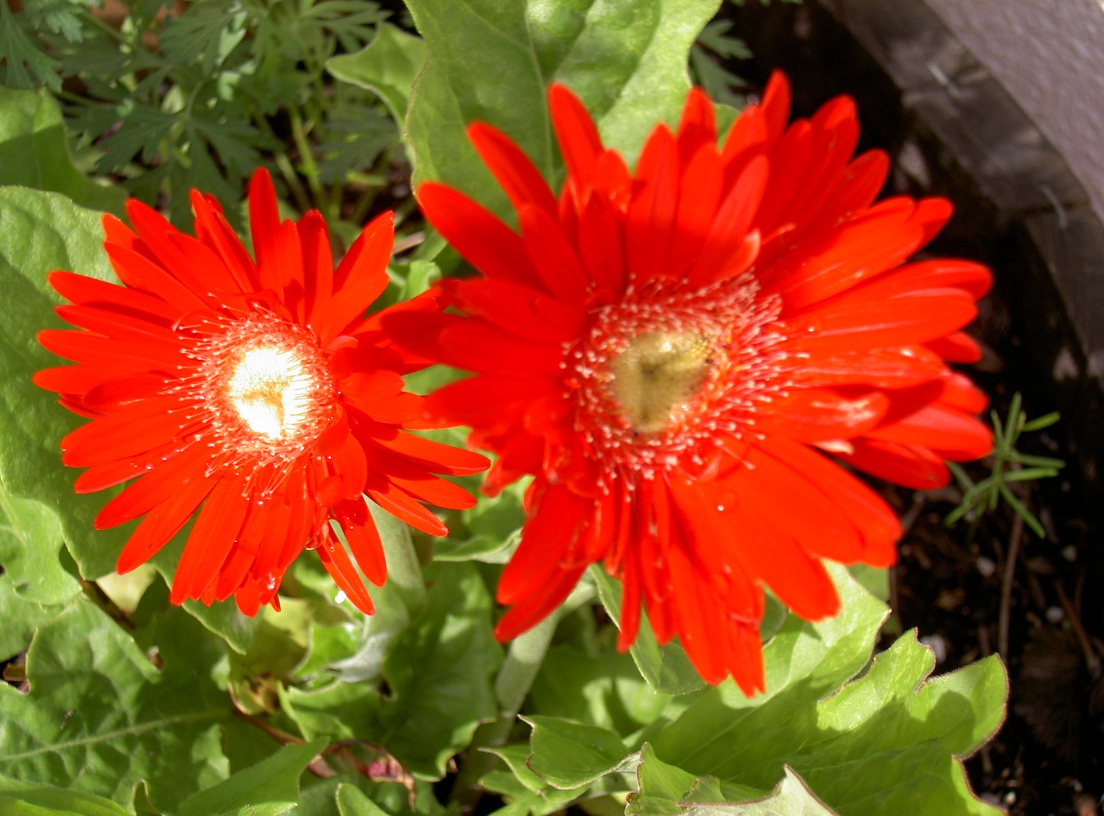 equip directiu: flor