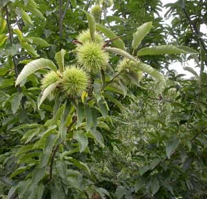 Els arbres al Polell: El nou porxo, de fusta de castanyer!