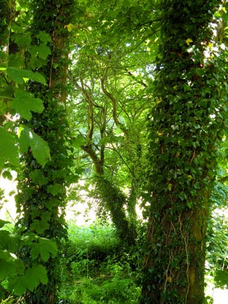 treeaware: Welsh Trees...