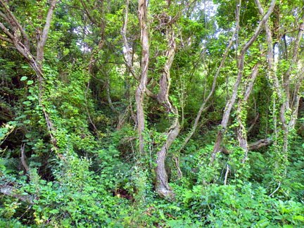 treeaware: Welsh Trees...