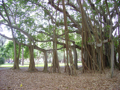 Raining Acorns: Nature's Museum at the Ringling