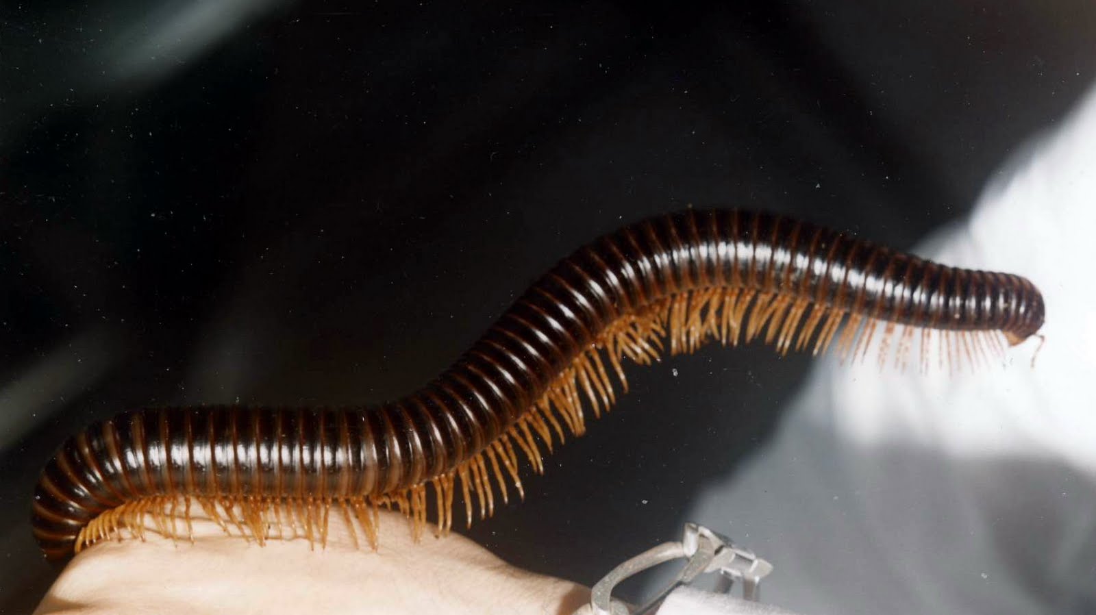 macrosafari: Iule géant d ' Afrique