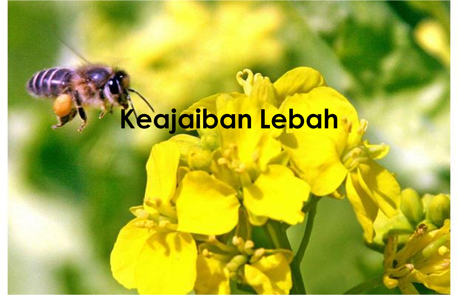 BEKAM ALYAKIN 2U: Madu Lebah : Keajaibannya Disebut-sebut Sepanjang Zaman