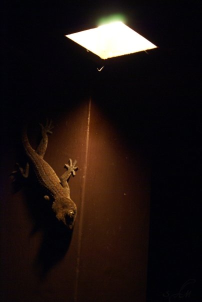 Beach Resorts Philippines: When do lizard shed its tail?