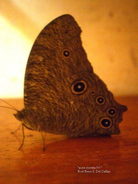 Beach Resorts Philippines: PHILIPPINE INSECTS YOU'LL NORMALLY FIND DAY ...