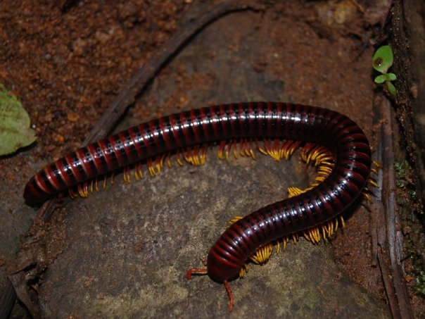 Beach Resorts Philippines: PHILIPPINE INSECTS YOU'LL NORMALLY FIND DAY ...