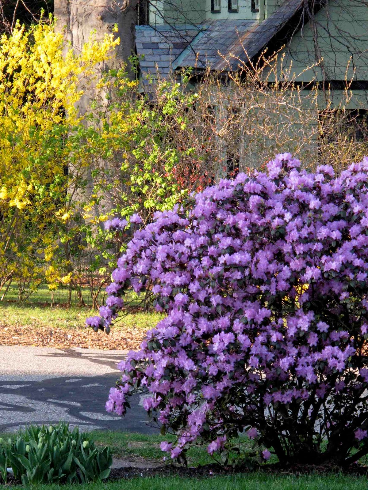 William Morris Fan Club: Ed Mezitt's PJM Rhododendron