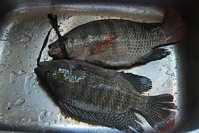 Backpacking Philippines: Gilik-Free Tilapia in Paete's Wawa Park