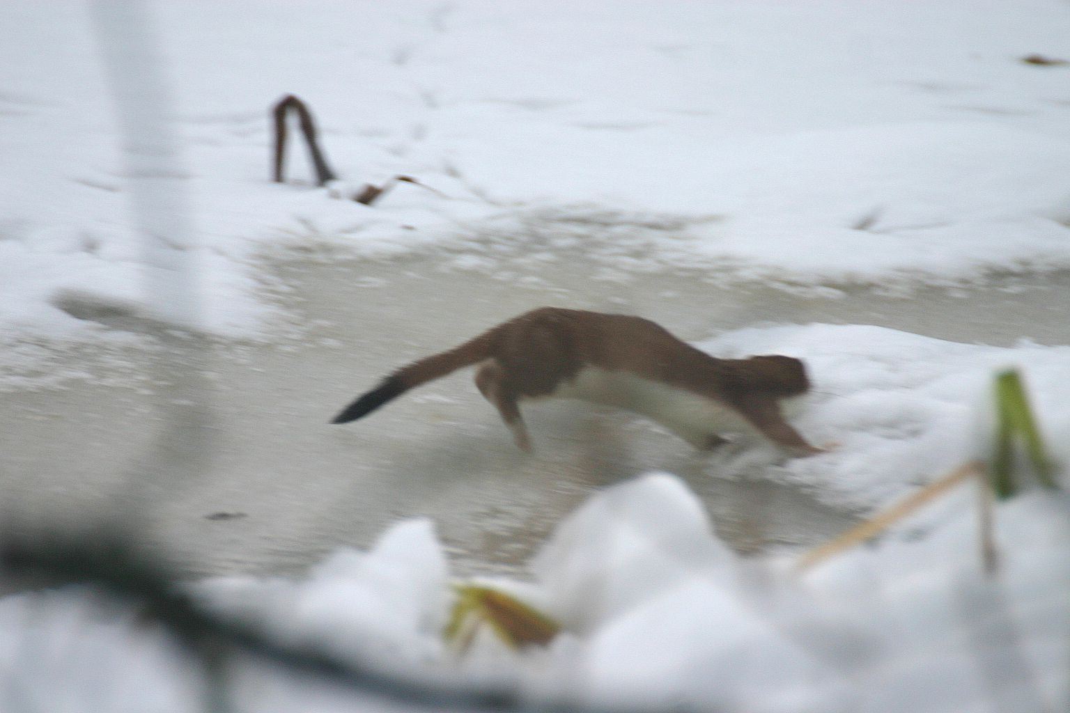 Tophill Low Nature Reserve: Bloody snow!