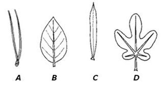 Os TPC' s da Andreia...: Folhas