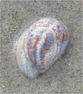 Shoreline Pebbles: Crepidula fornicata-Common Atlantic Slipper Snail