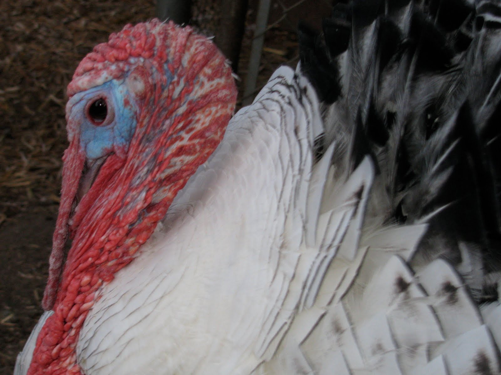 The Turkey Of Terror