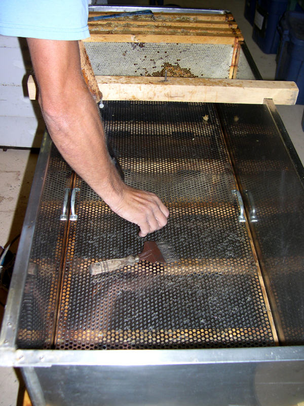 The Boojum Bees: The Boojum Beeyard: Honey Harvest! Part 2