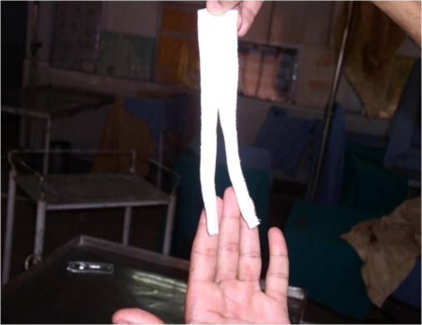 Veterinary Practice: Intravenous Catheterization Techniques & Taping ...