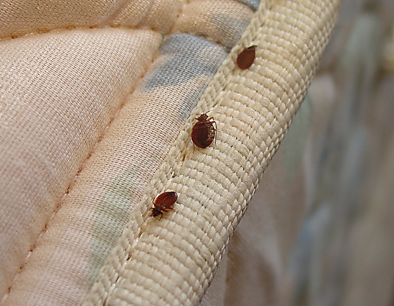 Sobrepasando los limites de la realidad.: Como combatir los bed bugs?