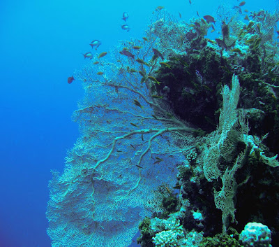Plongée à la mer rouge: Coraux durs et moux
