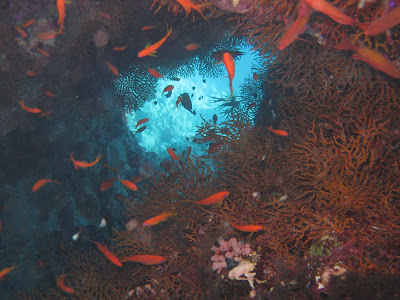 Plongée à la mer rouge: Coraux durs et moux
