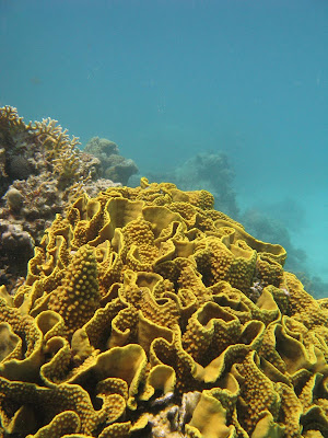 Plongée à la mer rouge: Coraux durs et moux