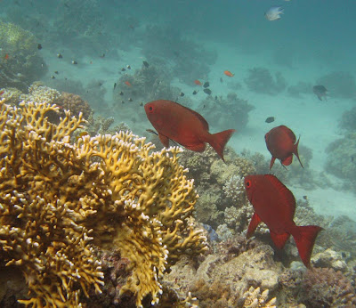 Plongée à la mer rouge: Gros poisson rouge
