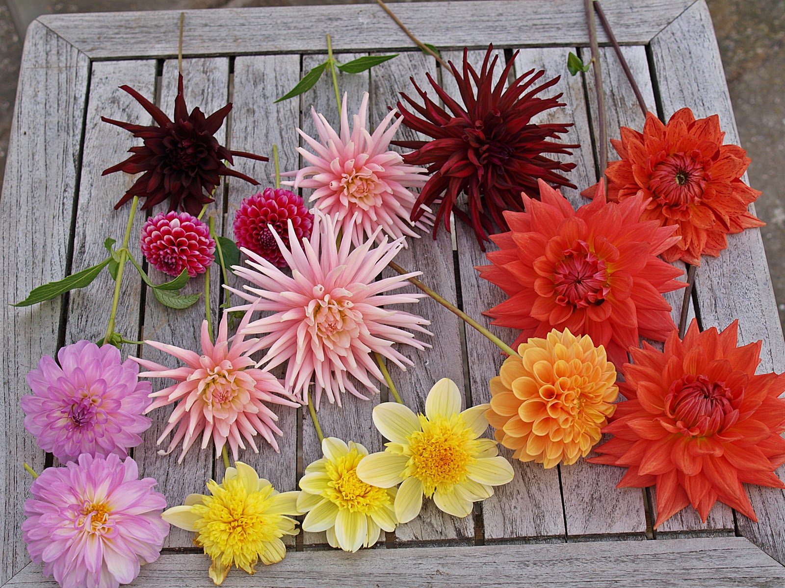 Anita Thomhave Simonsen: Georginer/Dahlia og frø-tagning...