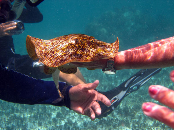 Moving to Mexico: Snorkeling Among a Cornucopia of Colorful Fish at the ...