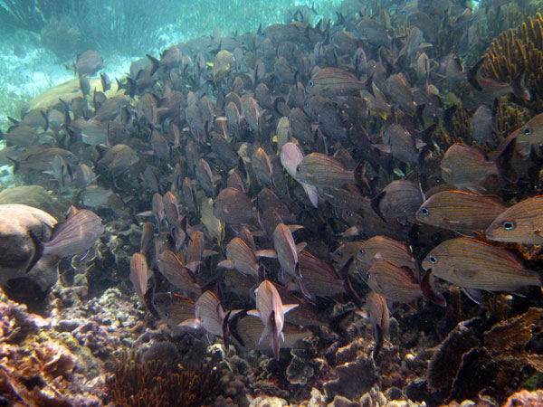 Moving to Mexico: Snorkeling Among a Cornucopia of Colorful Fish at the ...