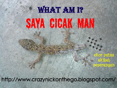 Top Bikini Wallpapers: Gambar Cicak Gecko
