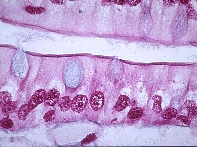 Histology Slides Simple Columnar Epithelium