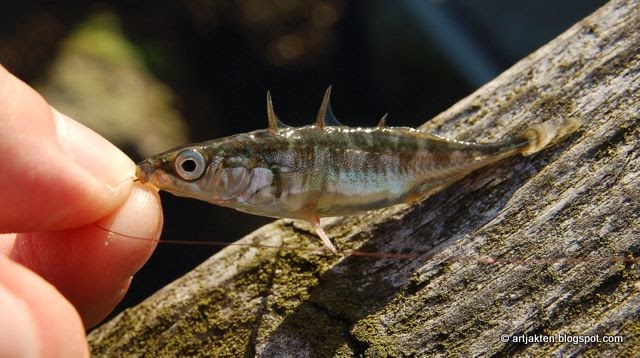 Storspigg ~ Jakten på 100 arter