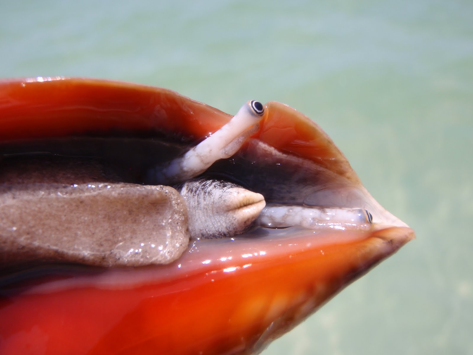 The Flying Mullet: Upclose with a Florida Fighting Conch