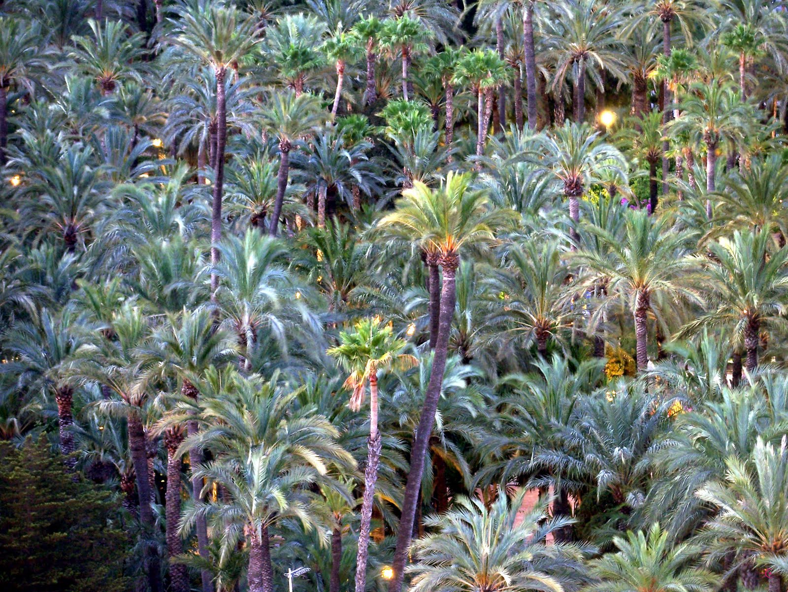 ALICANTE SIEMPRE: PALMERAL DE ELCHE PATRIMONIO DE LA HUMANIDAD ...