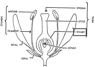 Road to PSLE: Common Errors and Confusion – “ovary” and “spores”