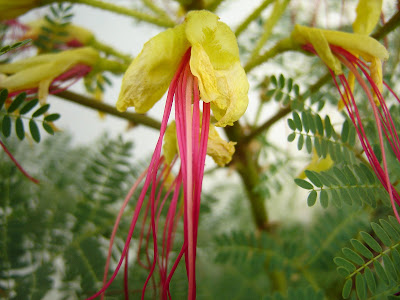 Barba de Chivo - Caesalpinia gilliesii - Jardineria en el oeste bonaerense