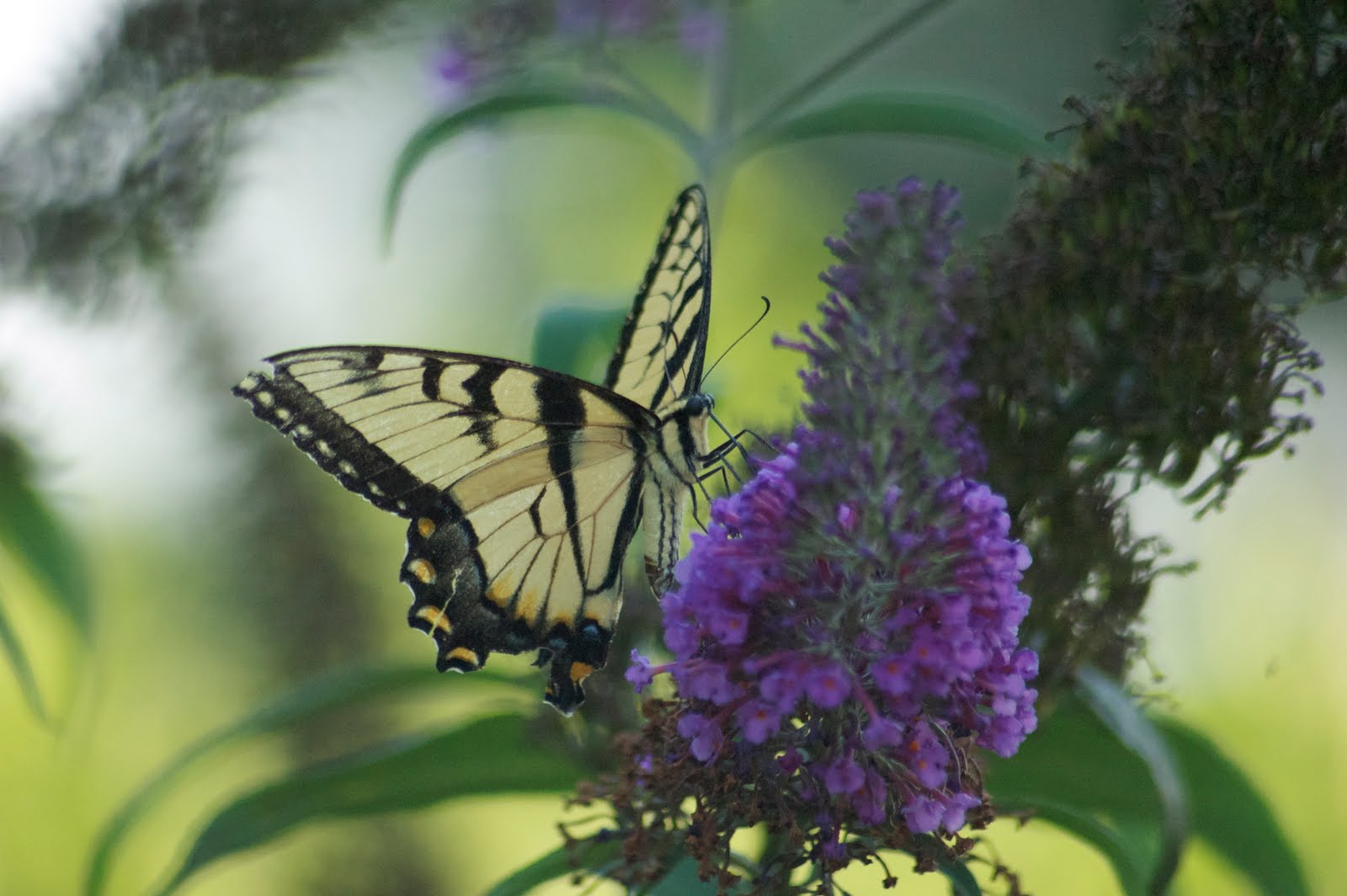 From Lens to Lens: July 2010