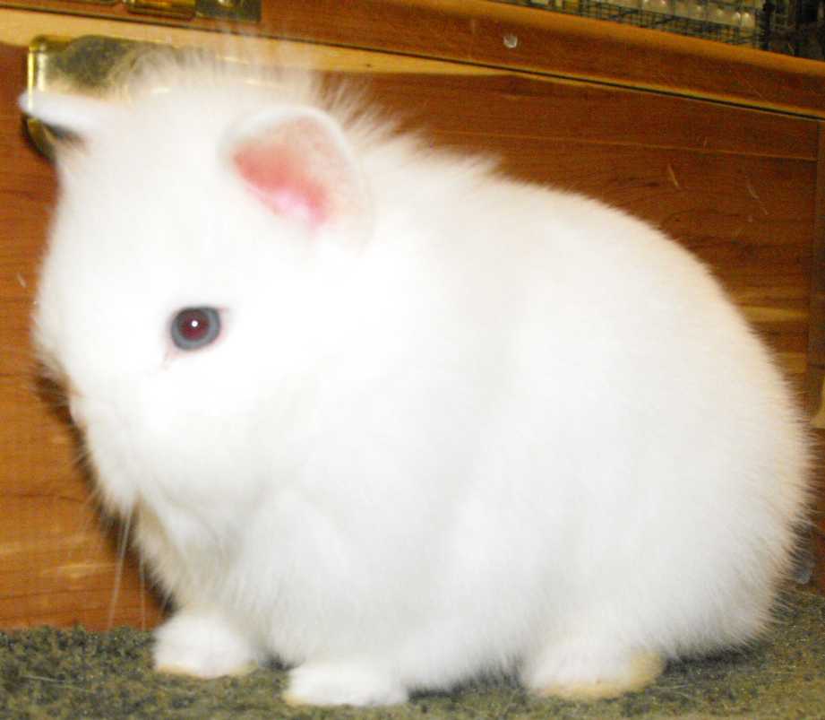 ! RABBIT IN THE WEB !: Bunny Interesting Facts