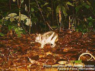 ! RABBIT IN THE WEB !: Extremely Rarest Rabbit in the World!