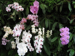 TAMAN BUNGA ANGGREK: KLASIFIKASI DAN BUDIDAYA ANGGREK