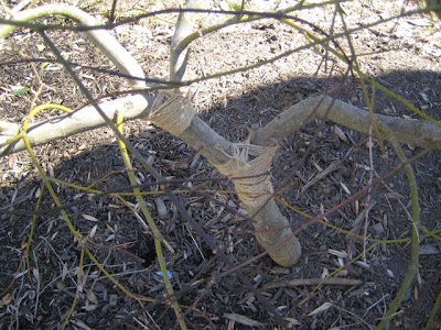 Bethesda Tea House: Japanese maple tree repair