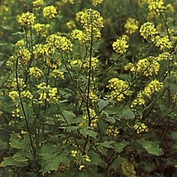 Min odlingslott: Senap