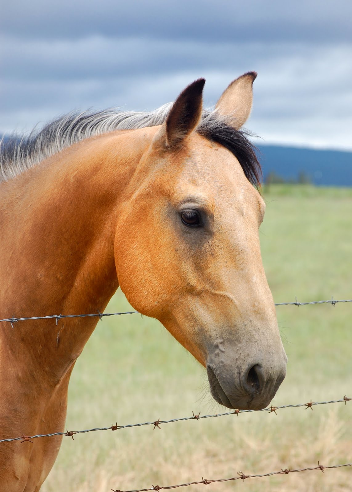 hallie jo photography: the buckskin