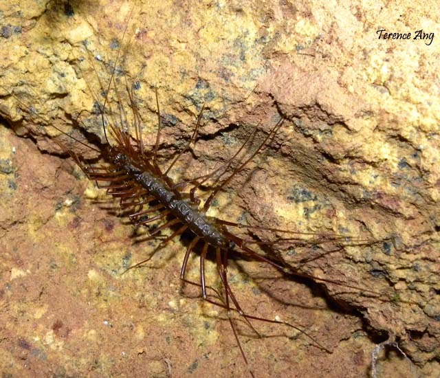 Scariest Bugs you've Ever Seen internet/in real life - Page 8 - Forum ...
