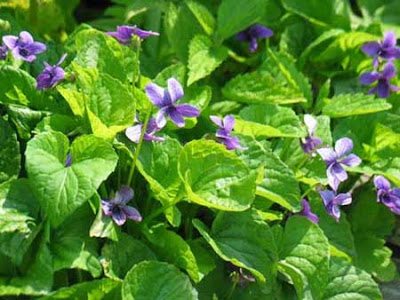 plants: Alaska Violet Pictures